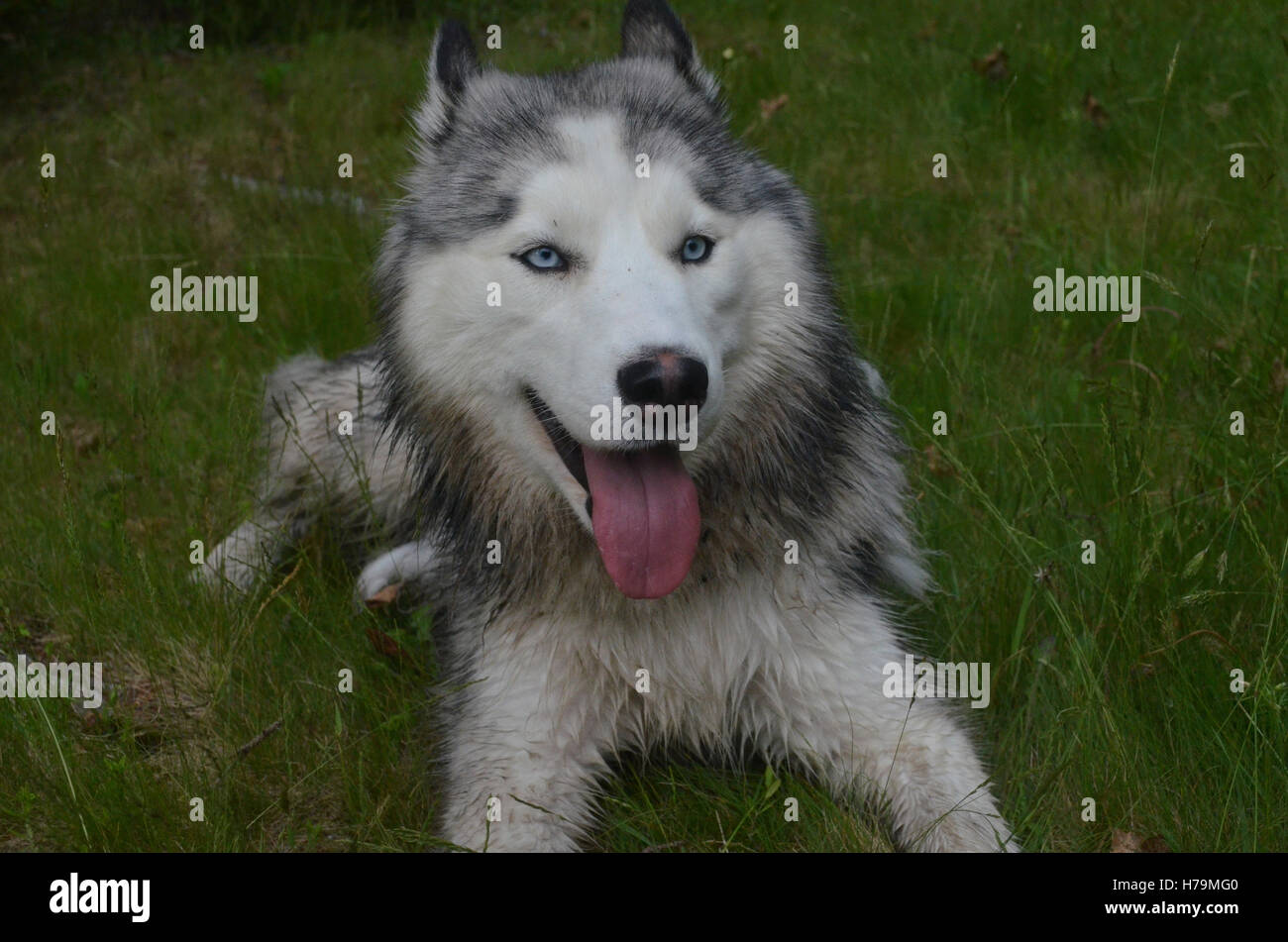 Pretty Siberian husky damp after a swim Stock Photo - Alamy