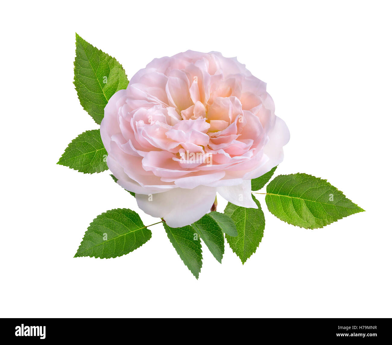 Pink rose isolated on the white background Stock Photo - Alamy