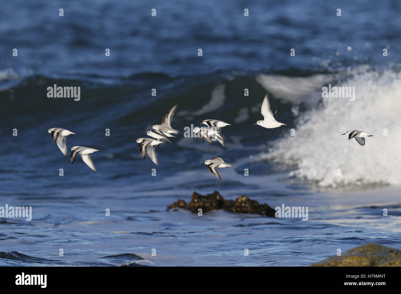 Flying Sanderling High Resolution Stock Photography and Images - Alamy