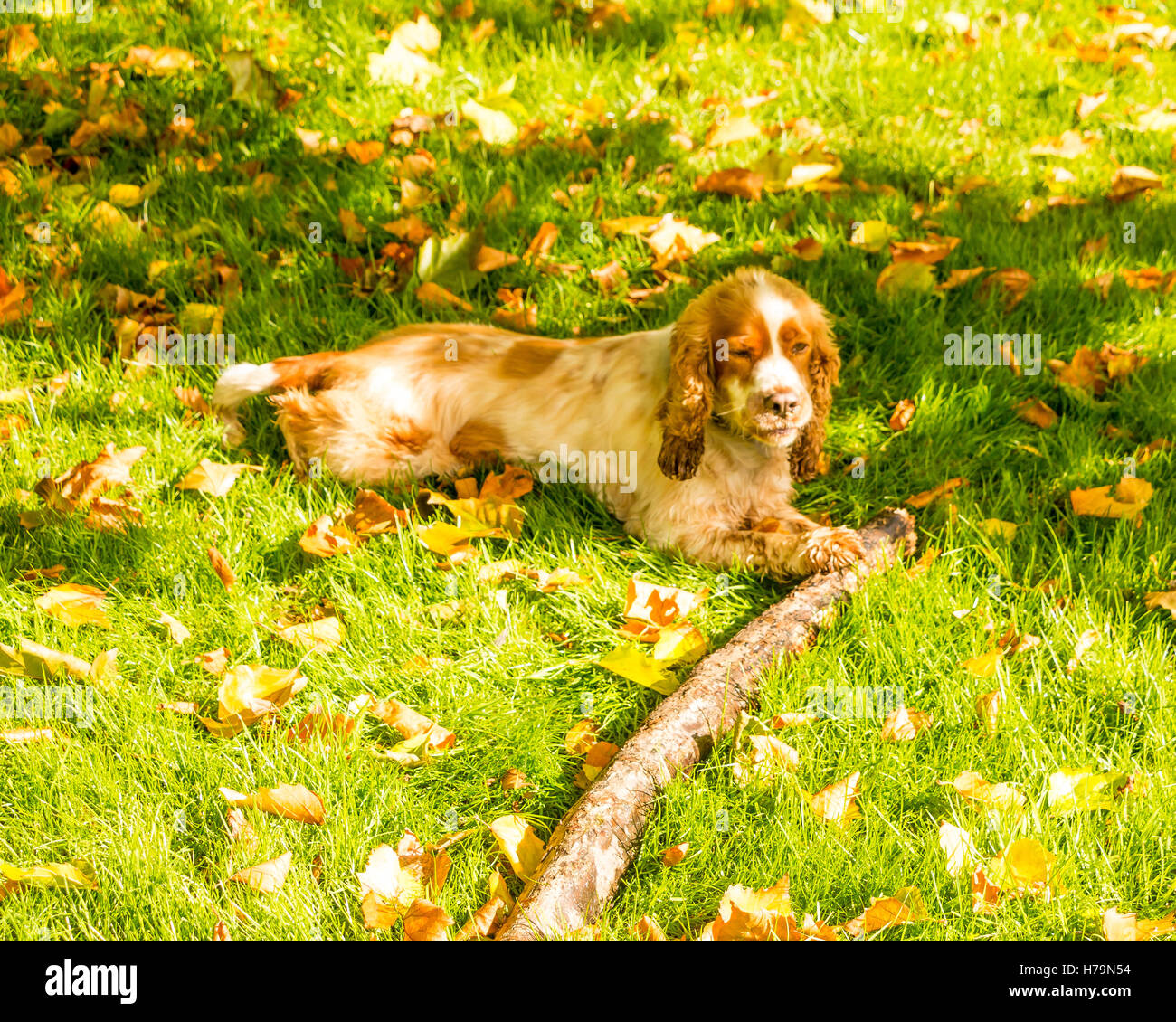 Orange roan cocker spaniel playing in the park Stock Photo - Alamy