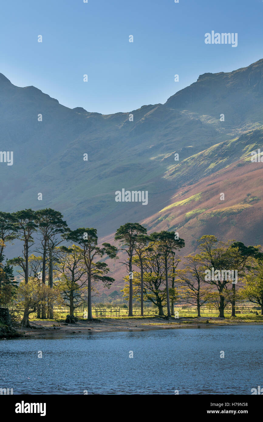 Scots pine trees lake district hi-res stock photography and images - Alamy