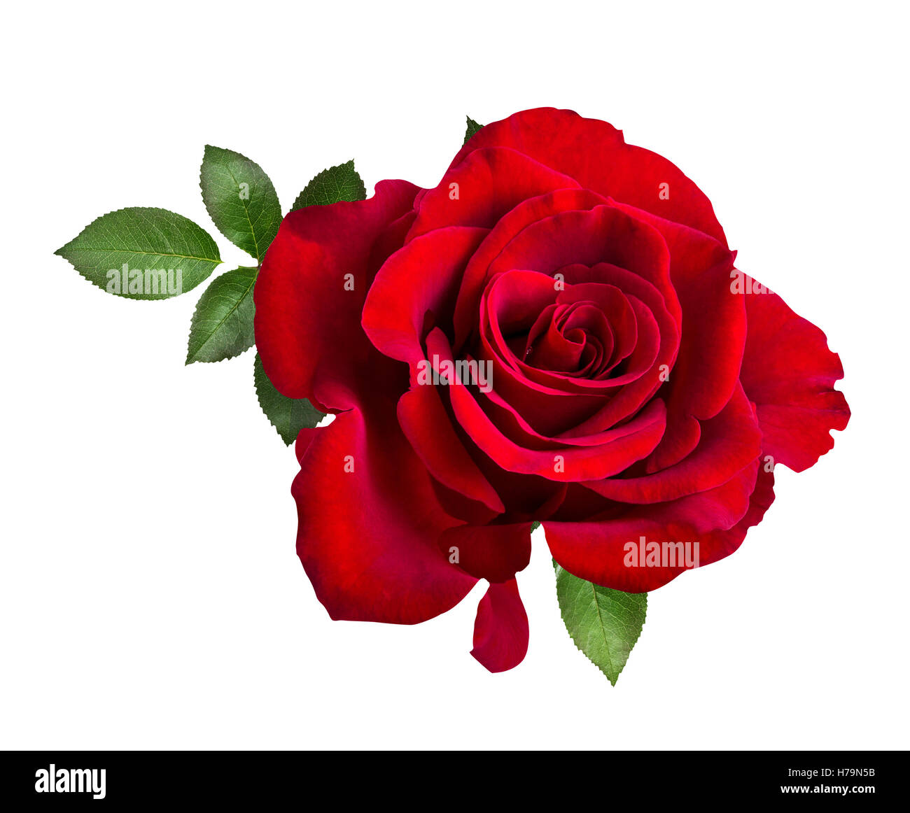 Red rose isolated on the white background Stock Photo - Alamy