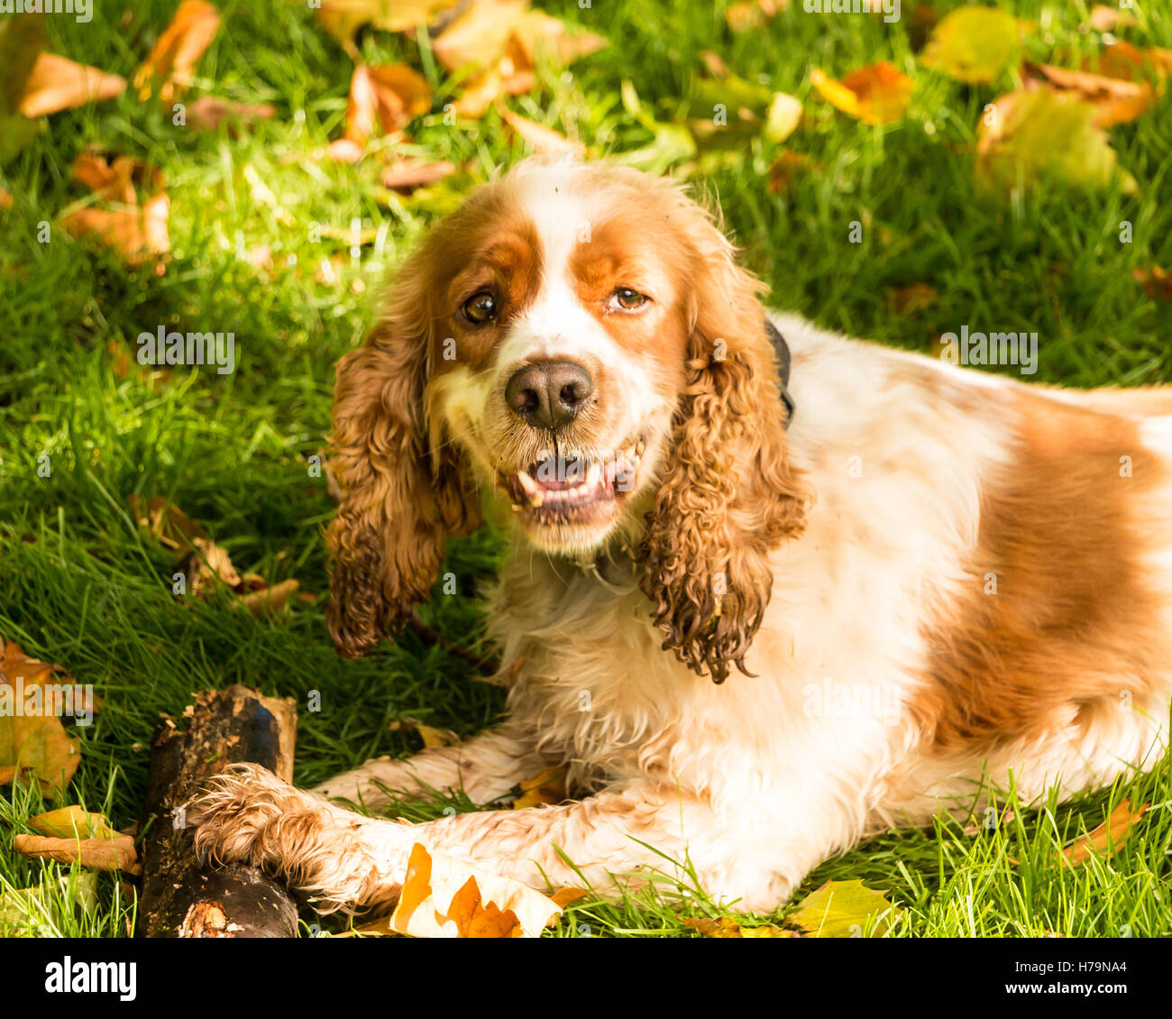 Orange roan cocker spaniel playing in the park Stock Photo - Alamy