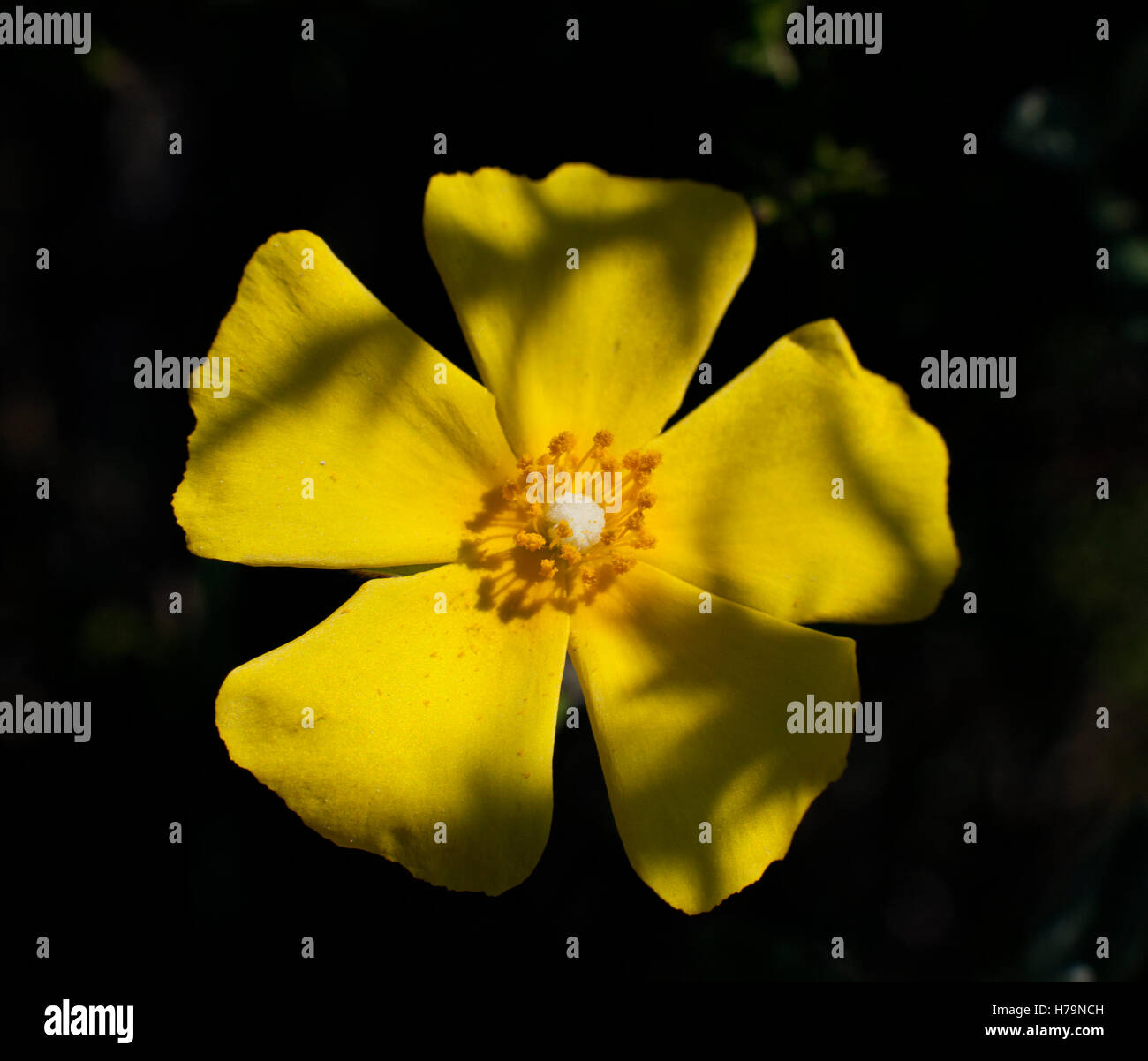 Rockrose hi-res stock photography and images - Alamy