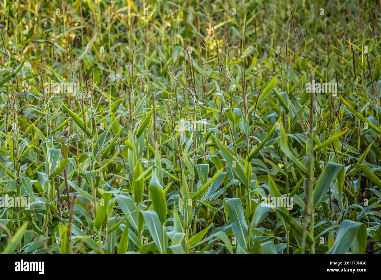 Maize growing in farm fields used as cover for pheasants during the ...