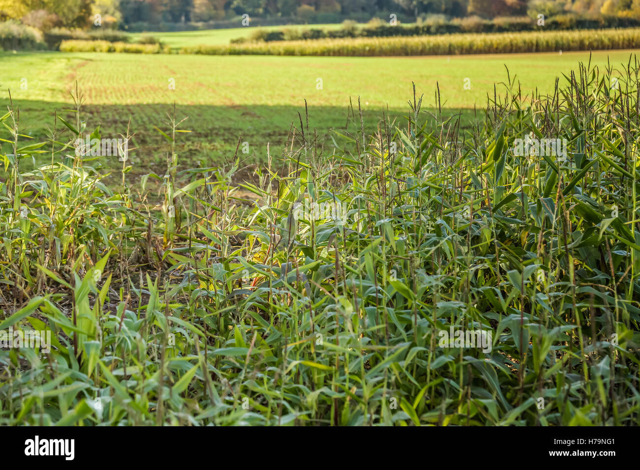 Maize growing in farm fields used as cover for pheasants during the ...