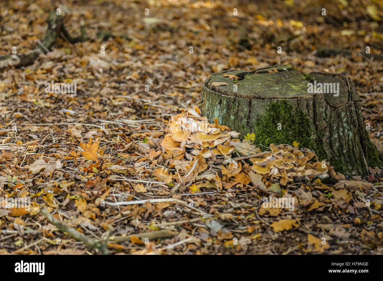 Fungus growing on a tree stump in woodland in autumn Stock Photo - Alamy