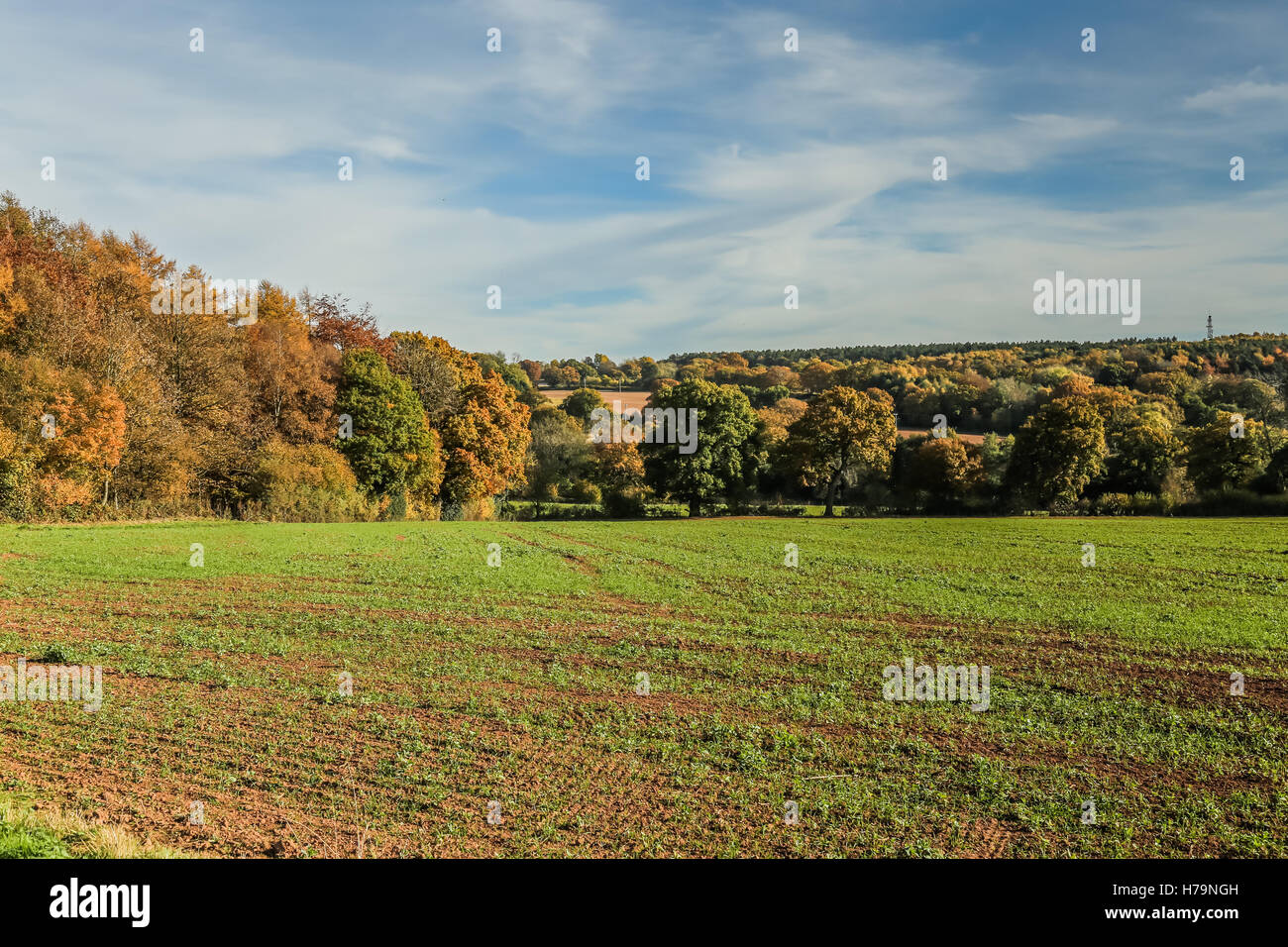 Colourful autumn woodlands in November sunshine Stock Photo - Alamy