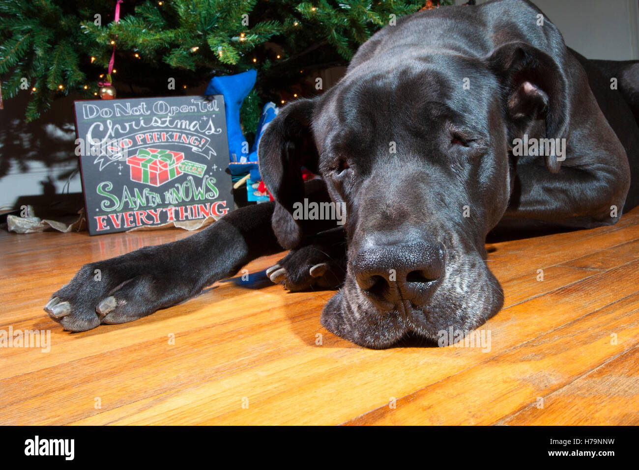 Black purebred Great Dane asleep next to a Christmas tree Stock Photo ...