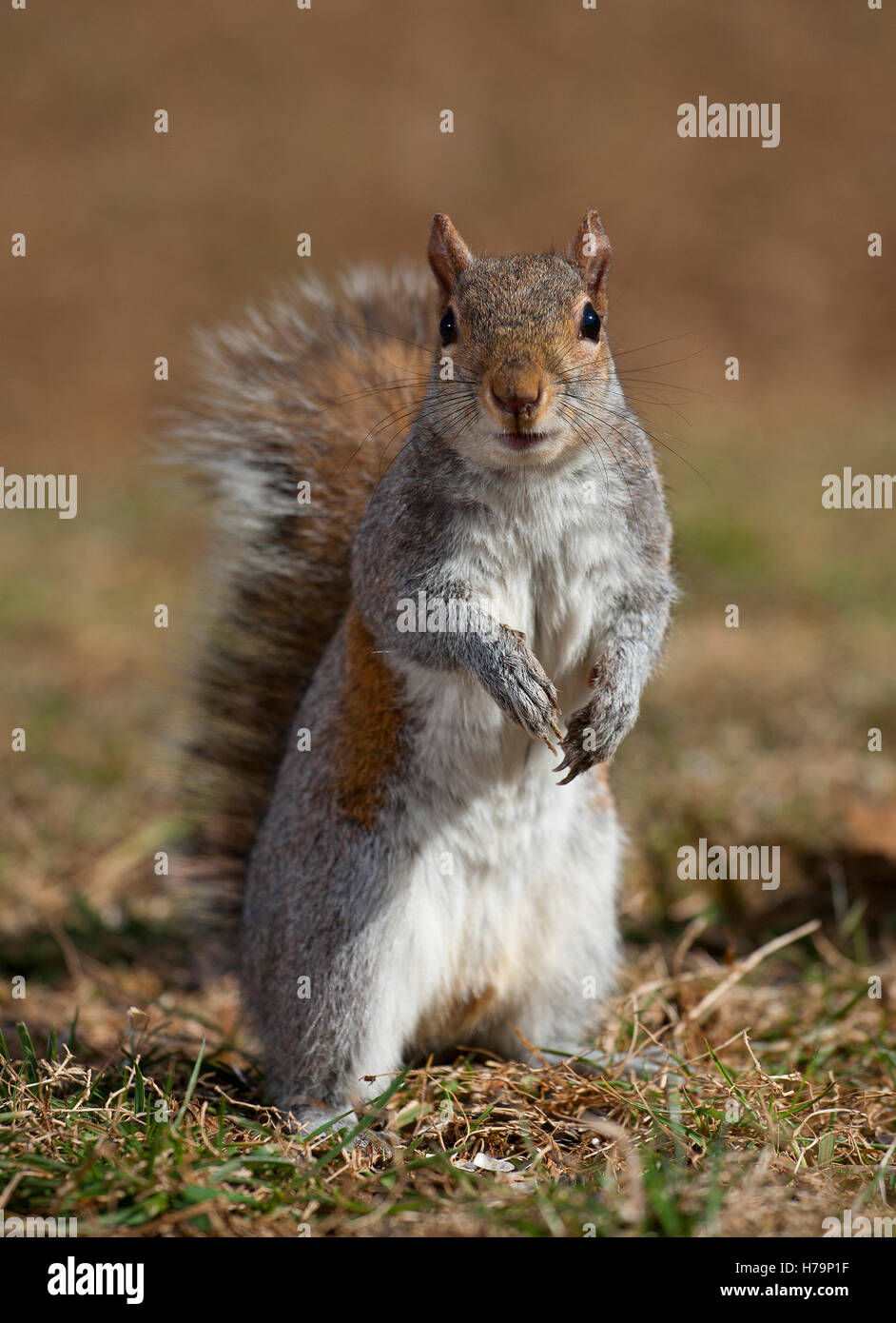 Tree squirrel standing up and looking at the camera Stock Photo - Alamy