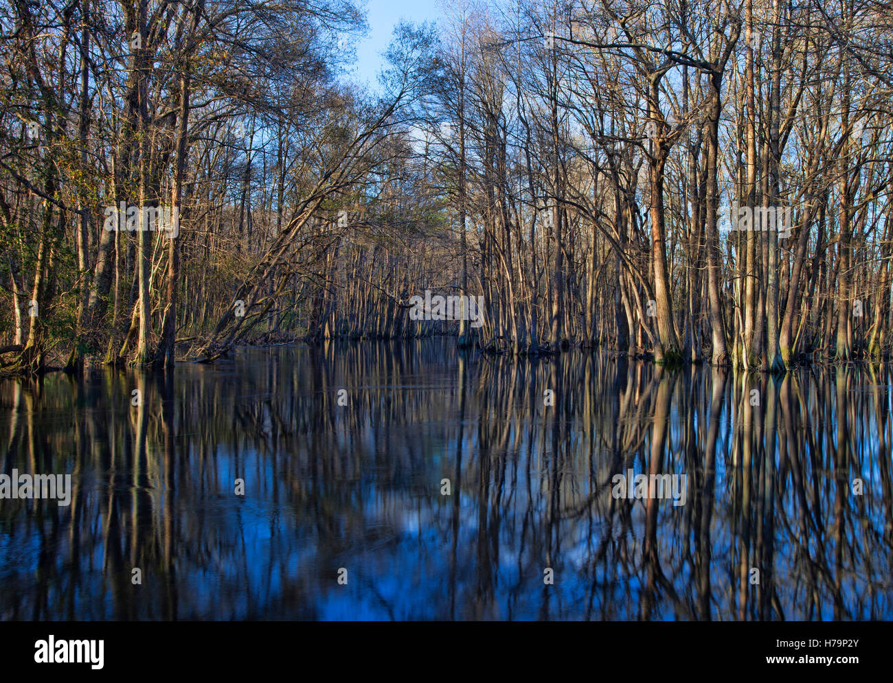 Lumber River in North Carolina with trees in the water Stock Photo - Alamy