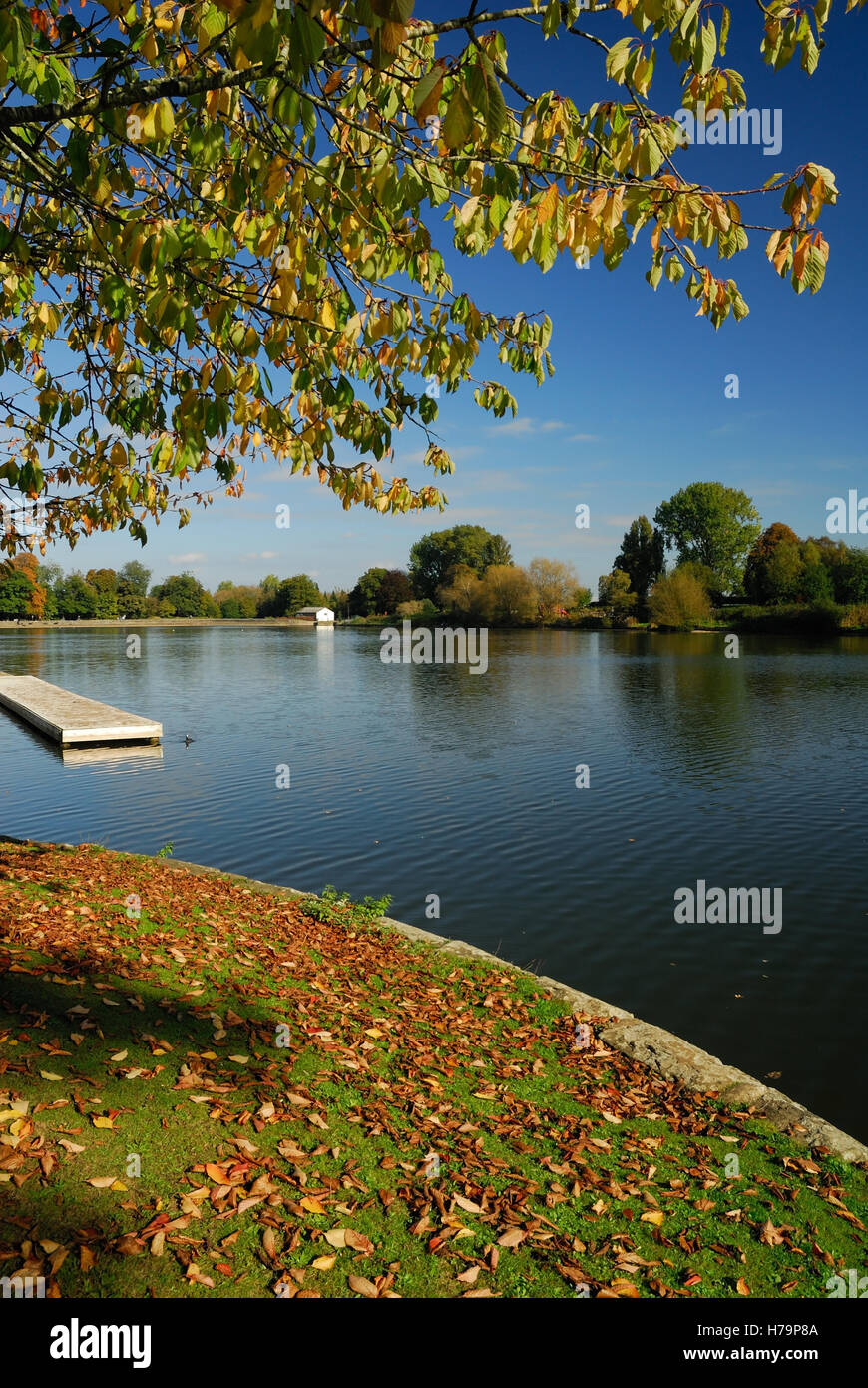 Autumn leaves at Coate Water country park Stock Photo - Alamy