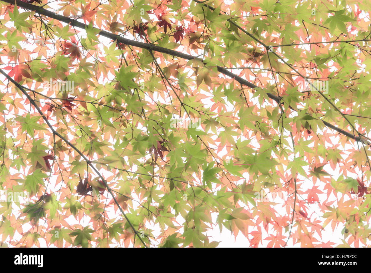 Japanese maple in autumn season at Lake Kinrinko Yufuin Japan Stock ...