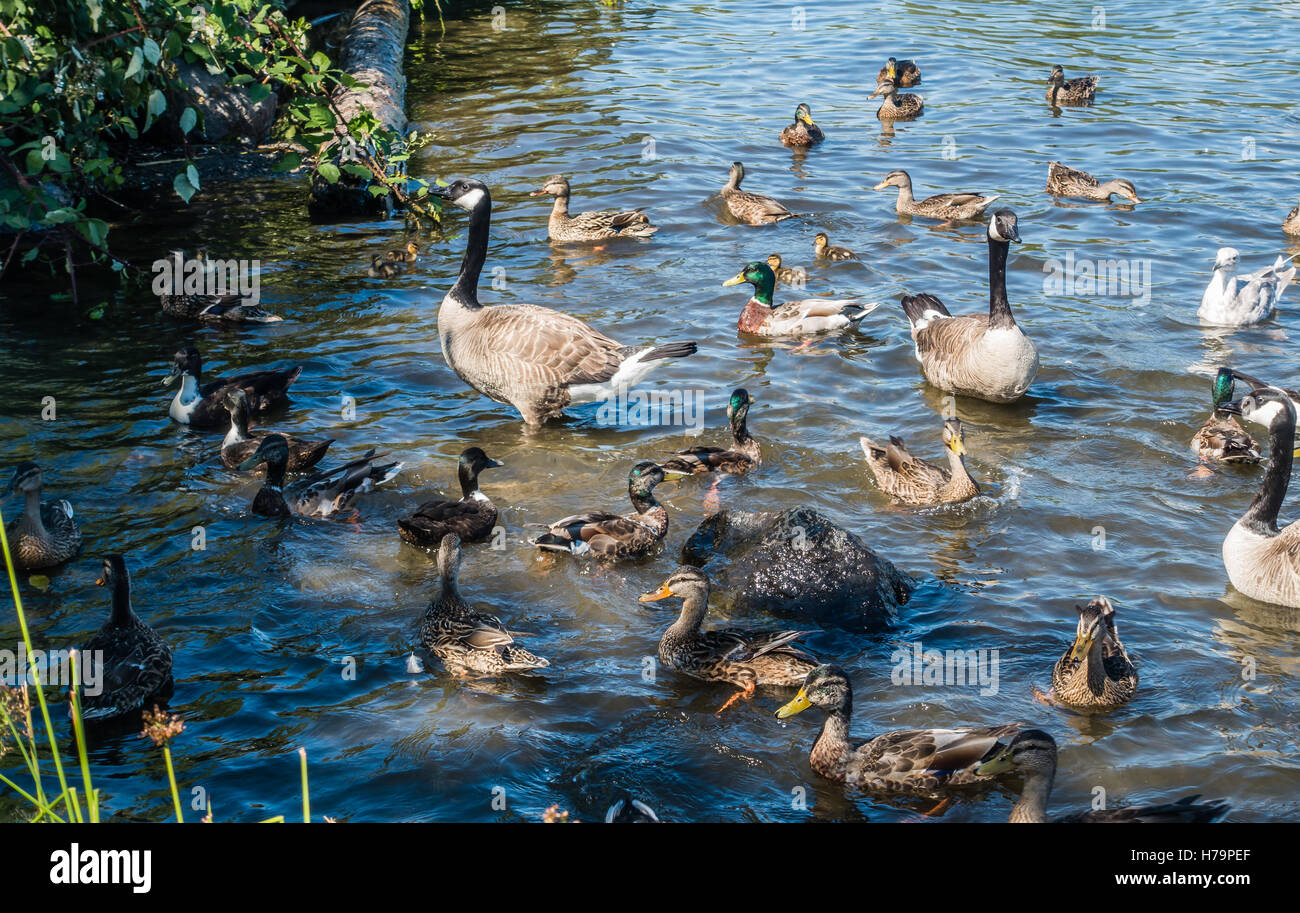 Ducks and animals hi-res stock photography and images - Alamy