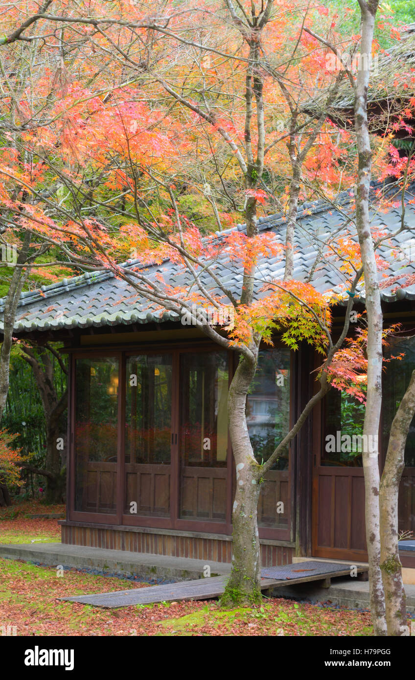 Japanese maple in autumn season at Lake Kinrinko Yufuin Japan Stock ...