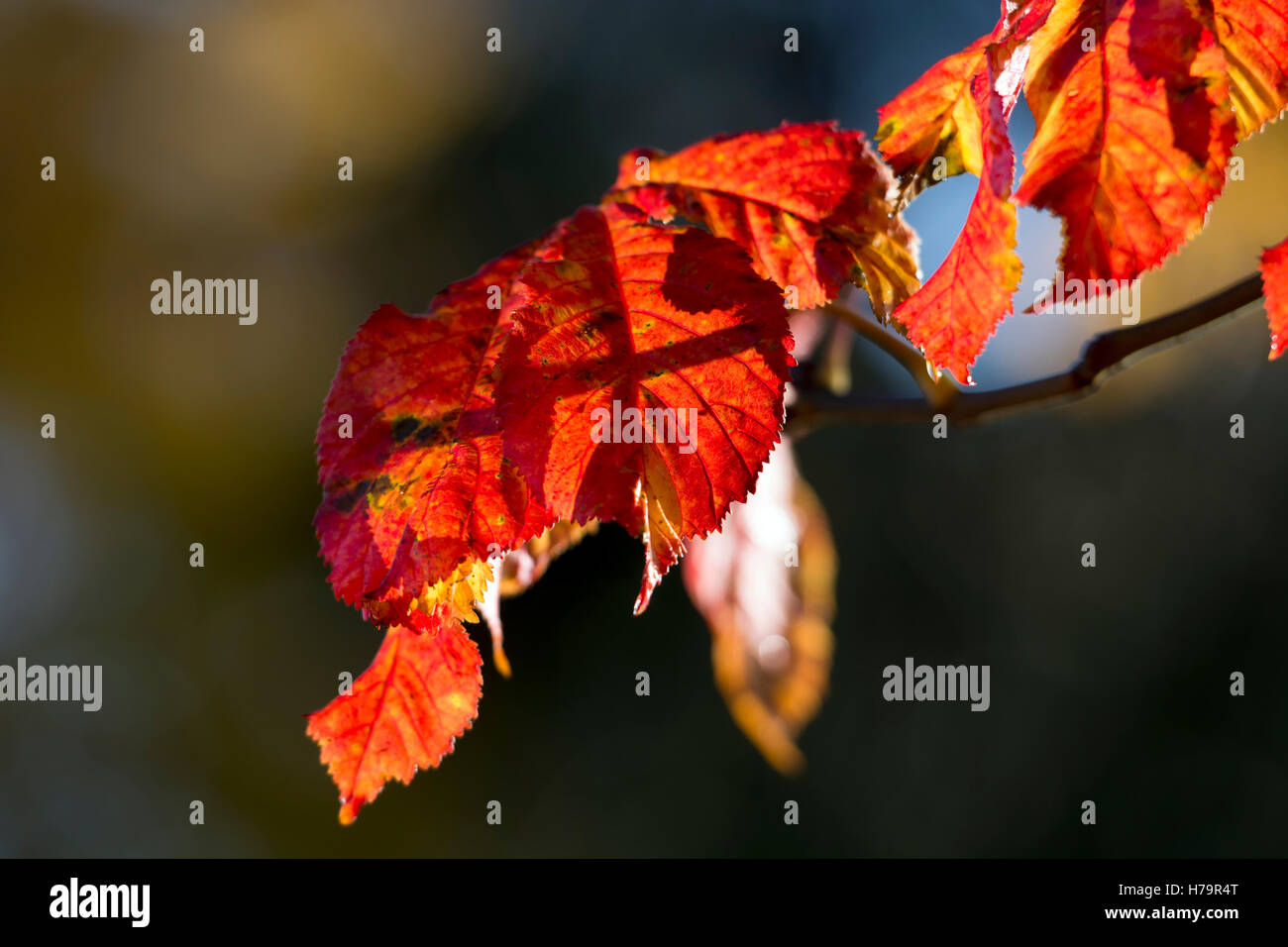 Red horse chestnut tree hi-res stock photography and images - Alamy