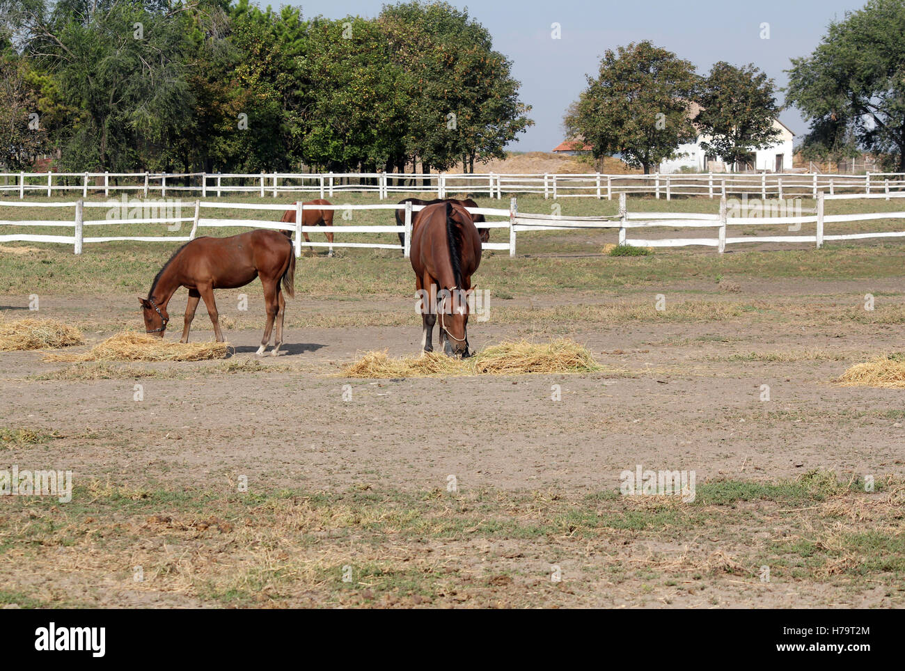 Foal eating hay hi-res stock photography and images - Alamy