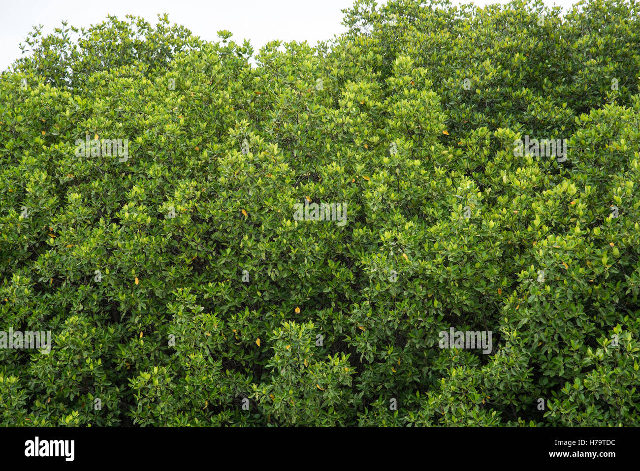 forest mangrove background Stock Photo - Alamy