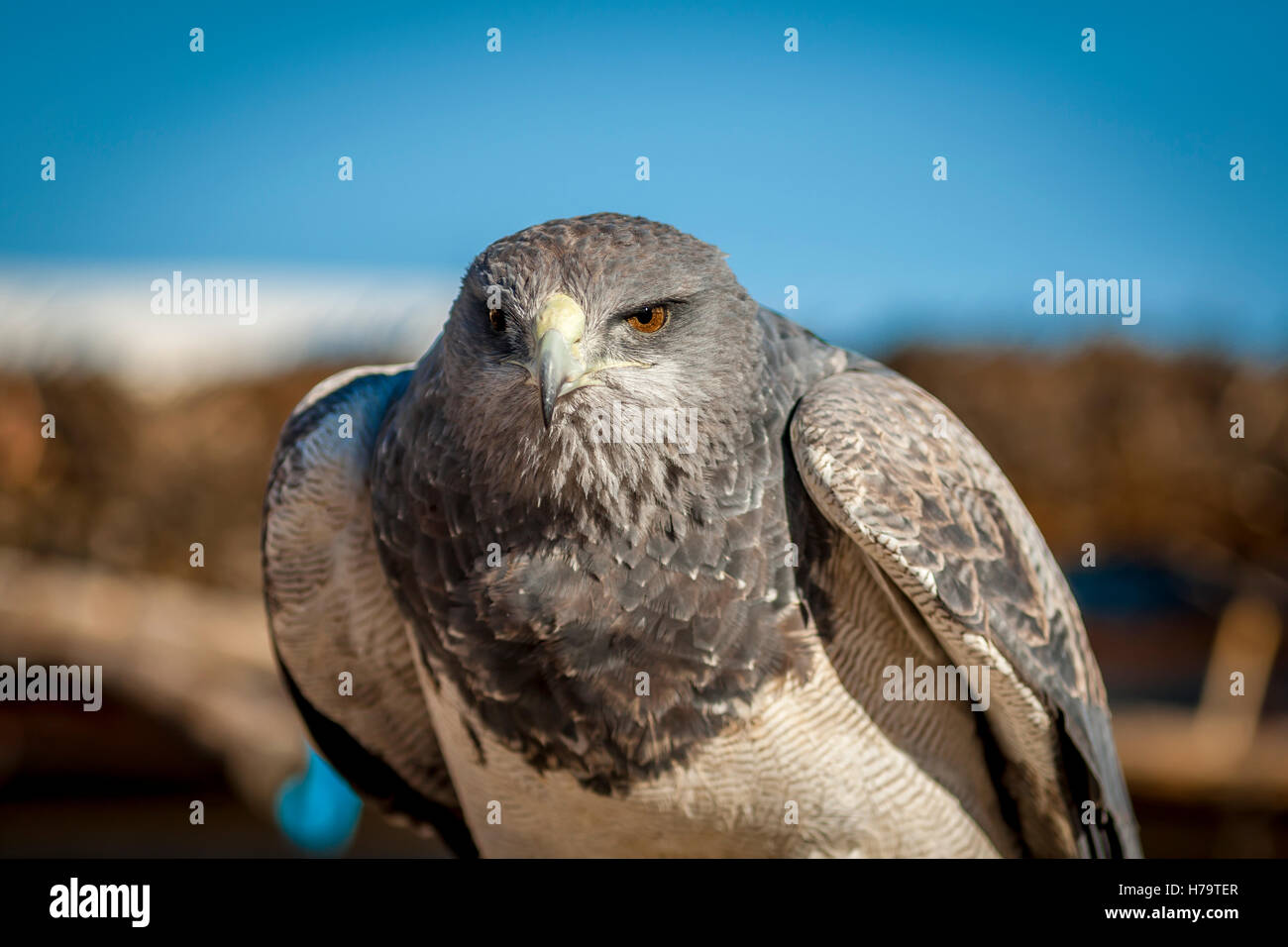 Portrait of an Eagle Stock Photo - Alamy