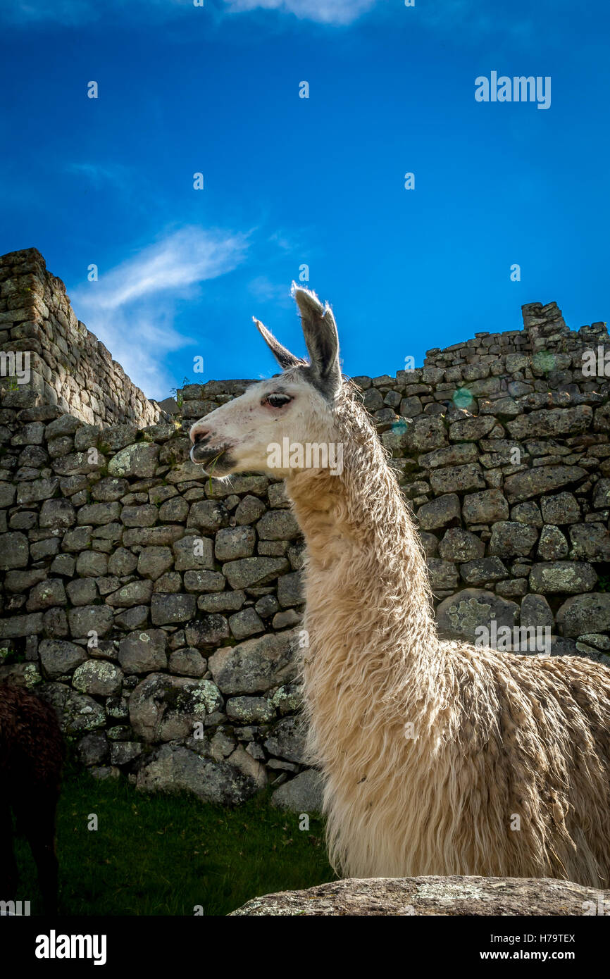 Picture of a Lama at Machu Picchu with blue sky Stock Photo - Alamy