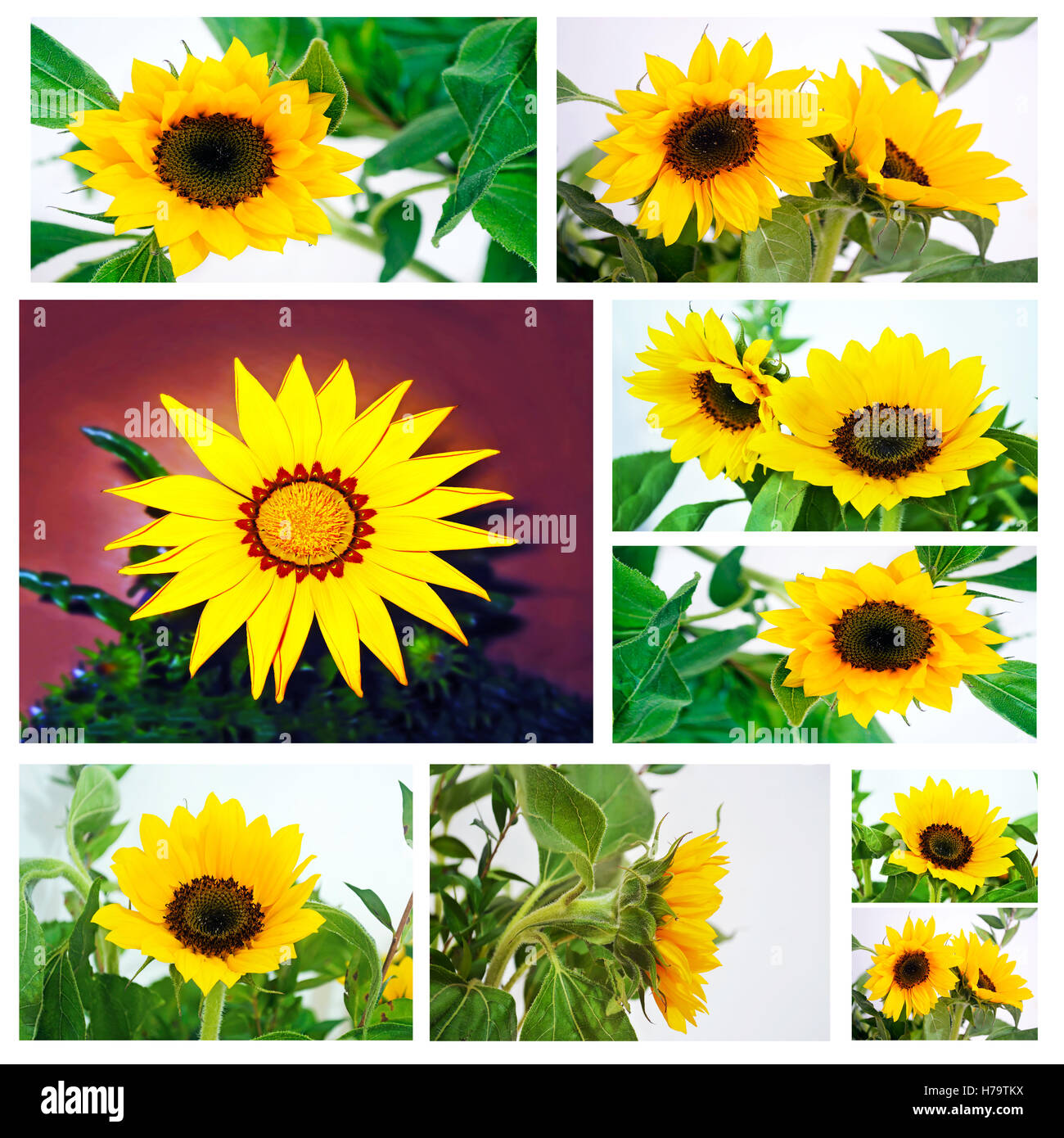 Collage of flowers hi-res stock photography and images - Alamy