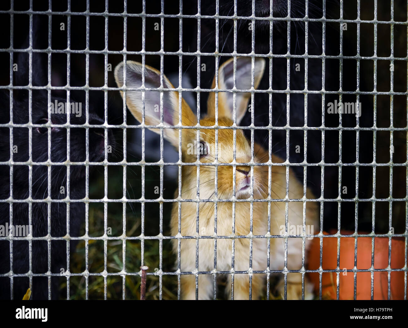 Rabbits in the cage on countryside farm, animals in captivity Stock ...