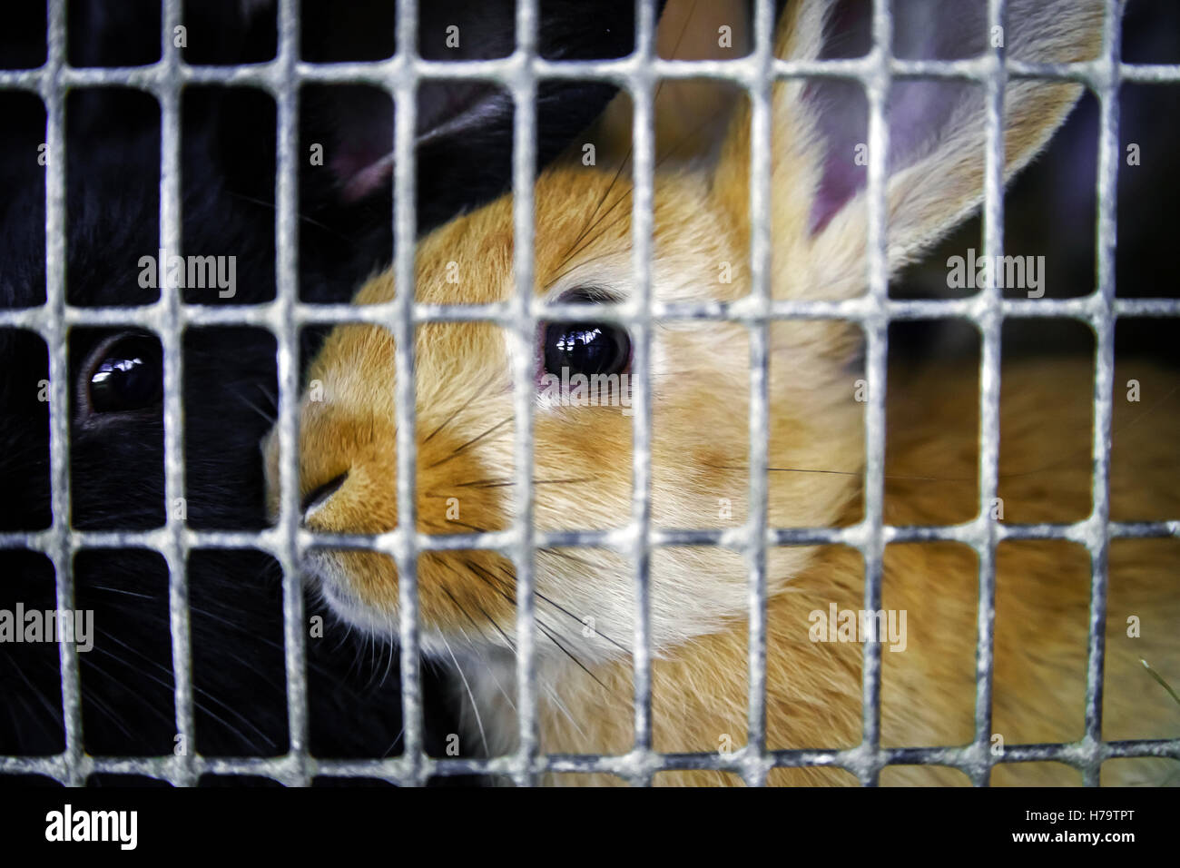 Rabbits in the cage on countryside farm, animals in captivity Stock ...
