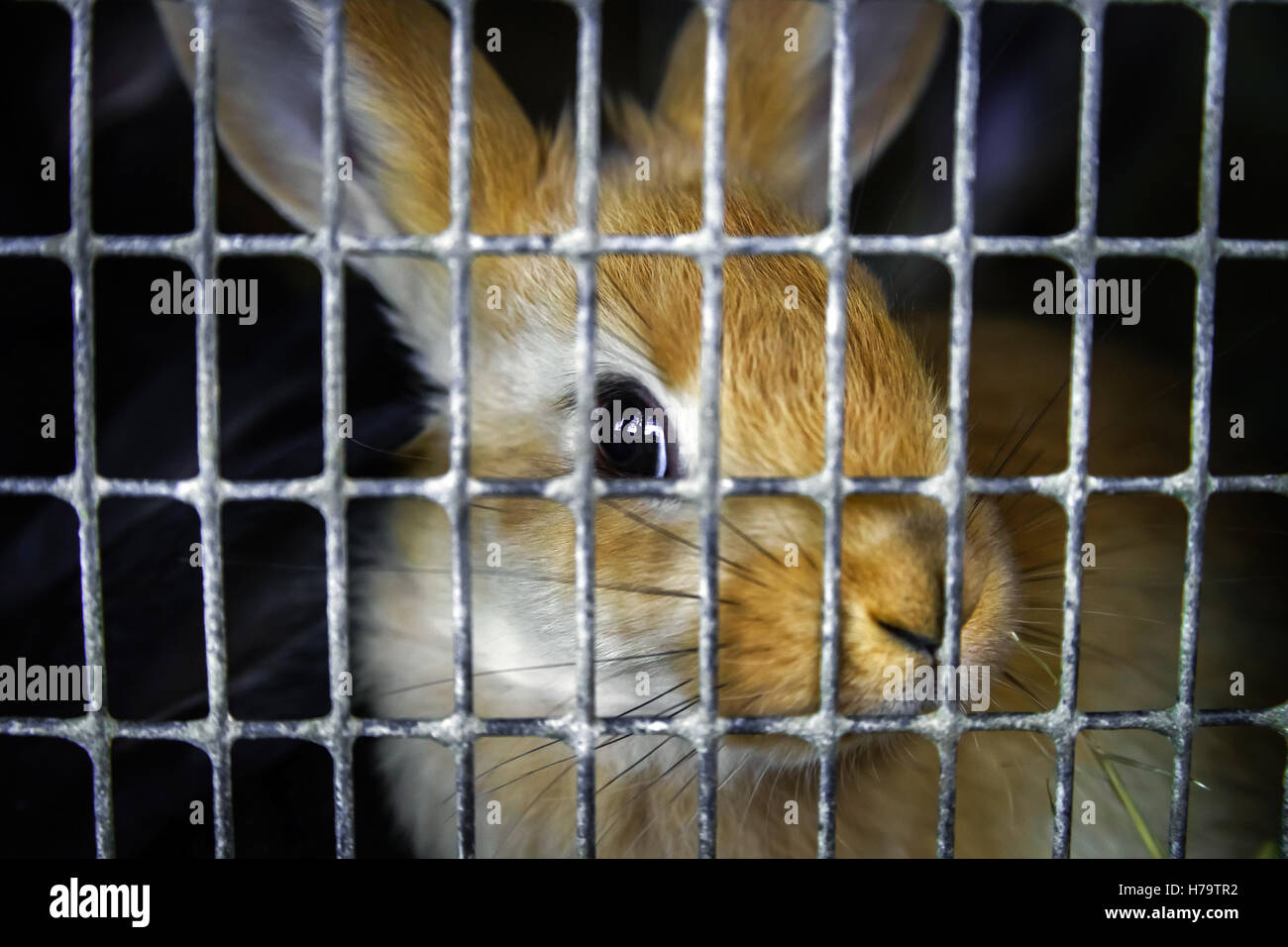 Rabbits in the cage on countryside farm, animals in captivity Stock ...