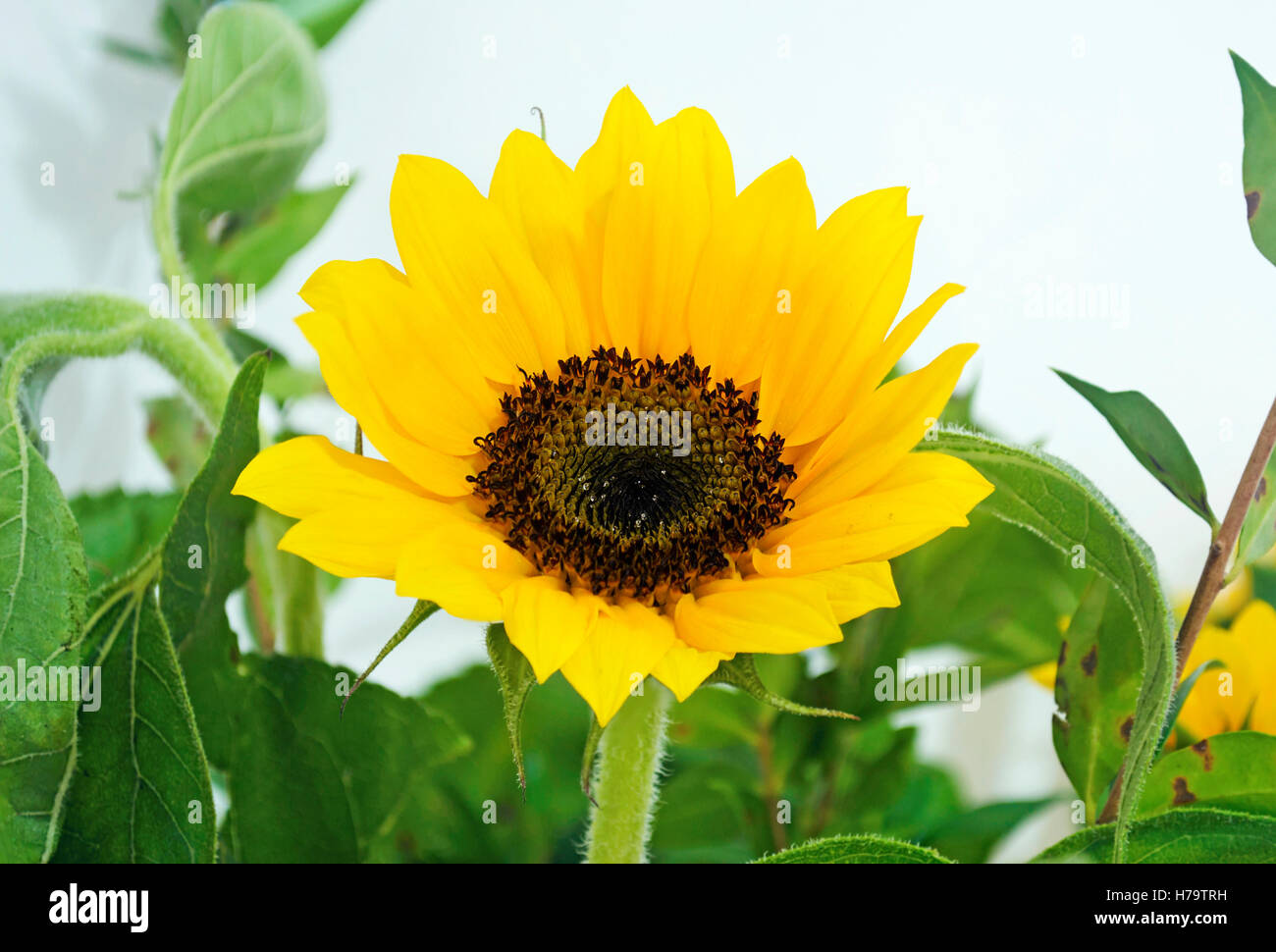 Helios flower hi-res stock photography and images - Alamy