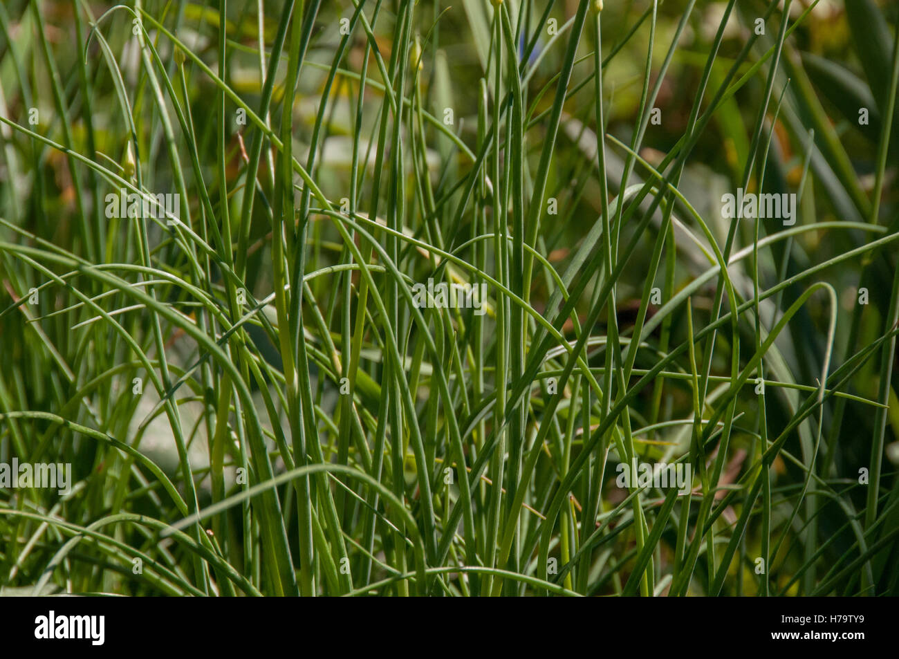 Curved blade of grass hi-res stock photography and images - Alamy
