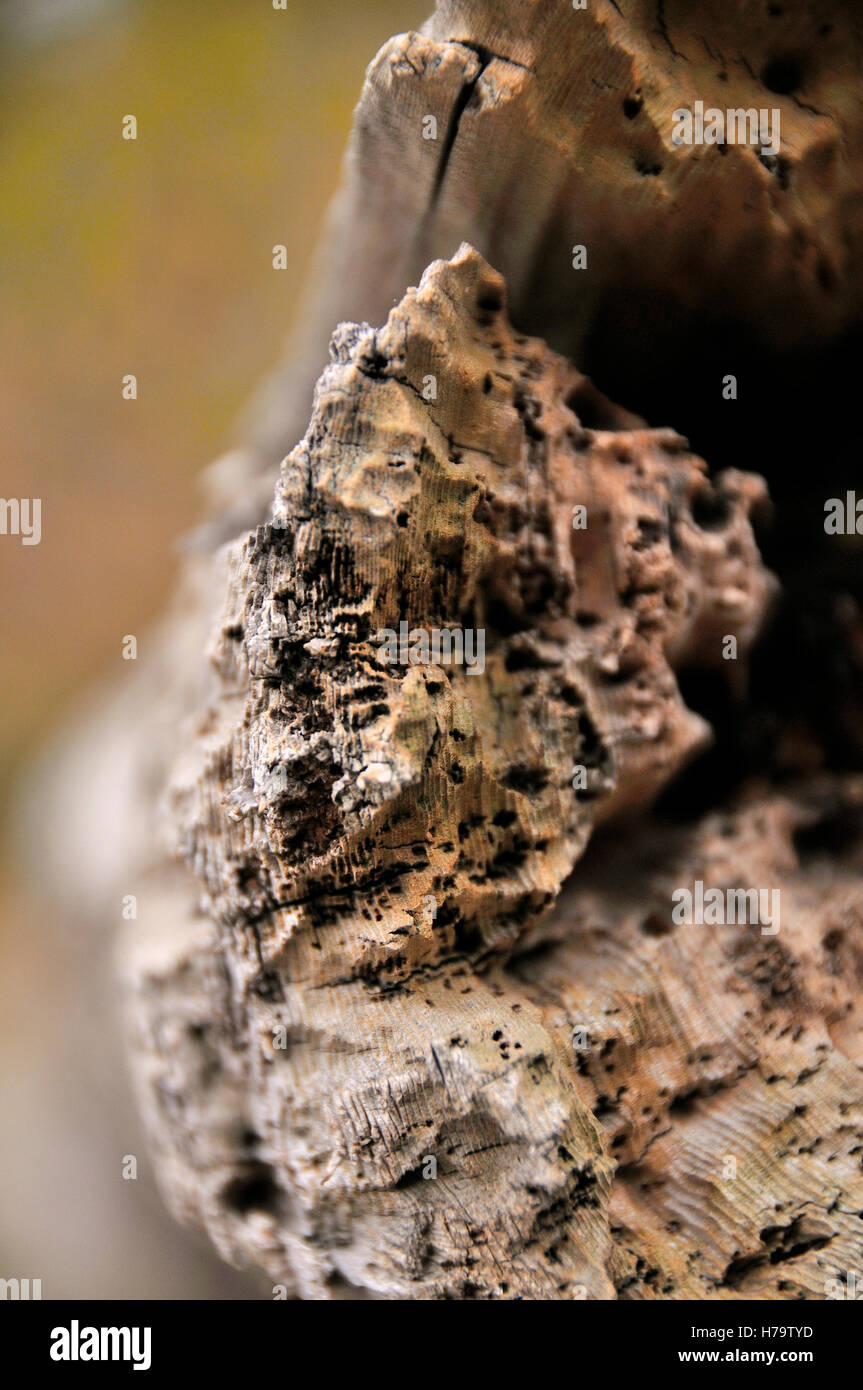 Close up photograph of the end of a rotten log Stock Photo - Alamy