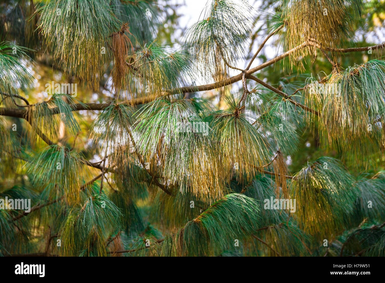 Pine tree brunch between lights and shadows. Nature background Stock ...