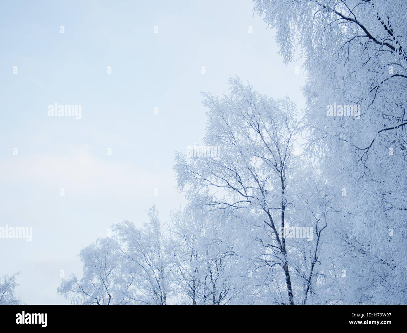 Winter forest landscape, beautiful nature, trees covered with frost ...