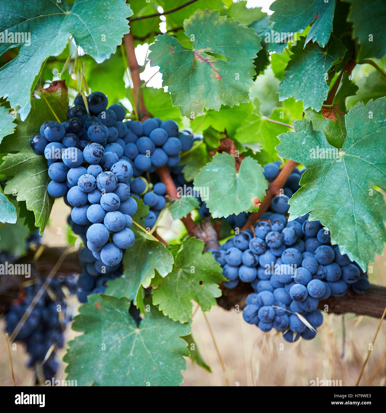 Dao wine region hi-res stock photography and images - Alamy