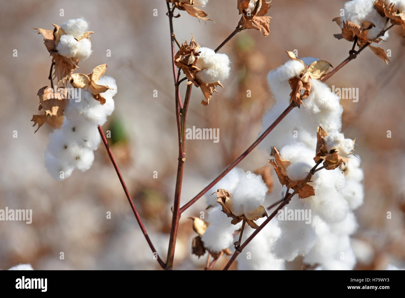 Raw cotton hi-res stock photography and images - Alamy