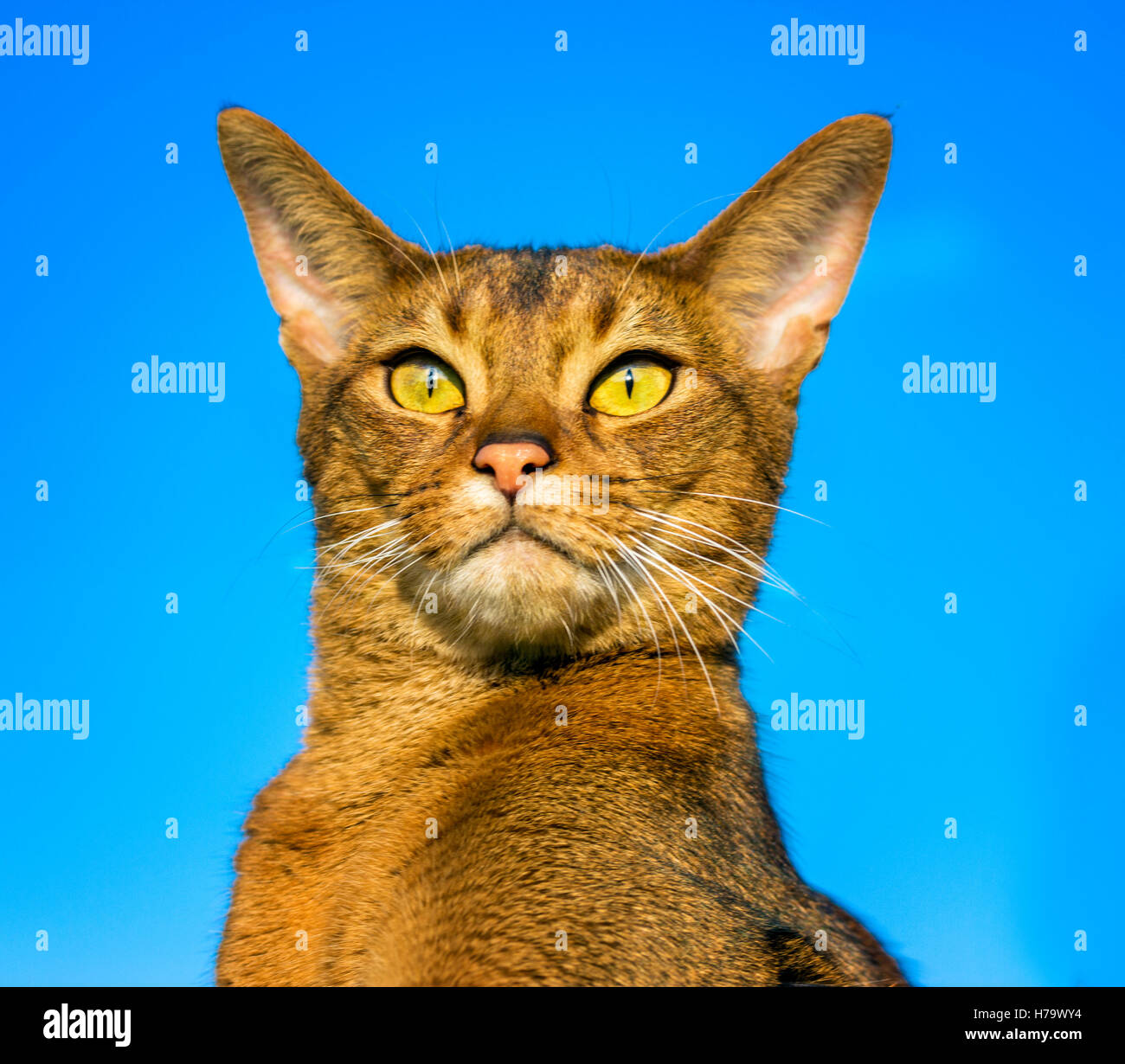 Abyssinian cat outdoors in the garden Stock Photo - Alamy