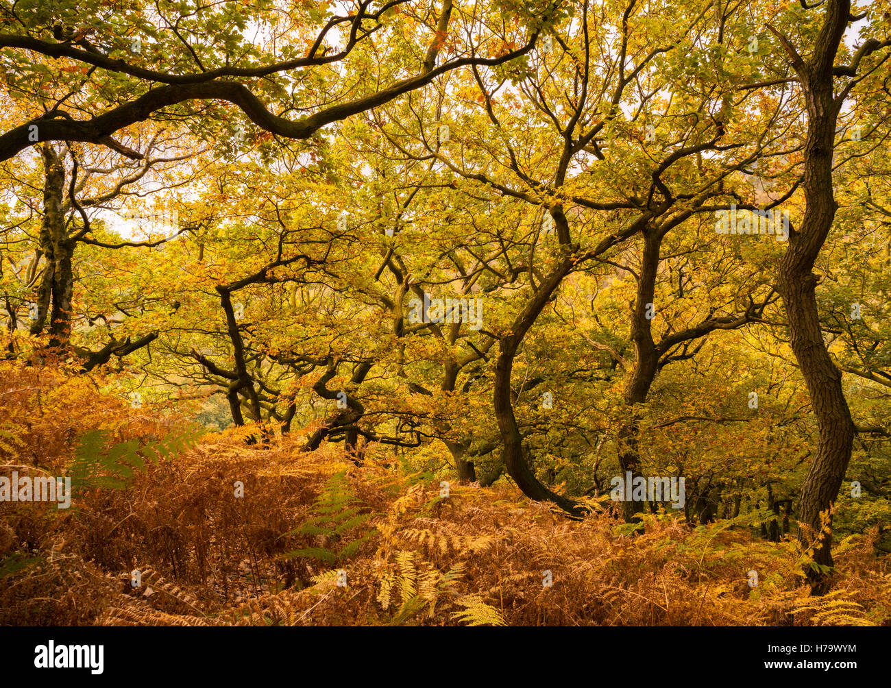 Ercall hi-res stock photography and images - Alamy