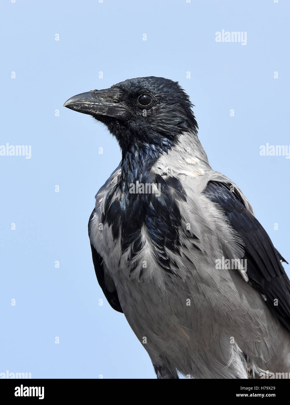 Hooded crow portrait Stock Photo - Alamy