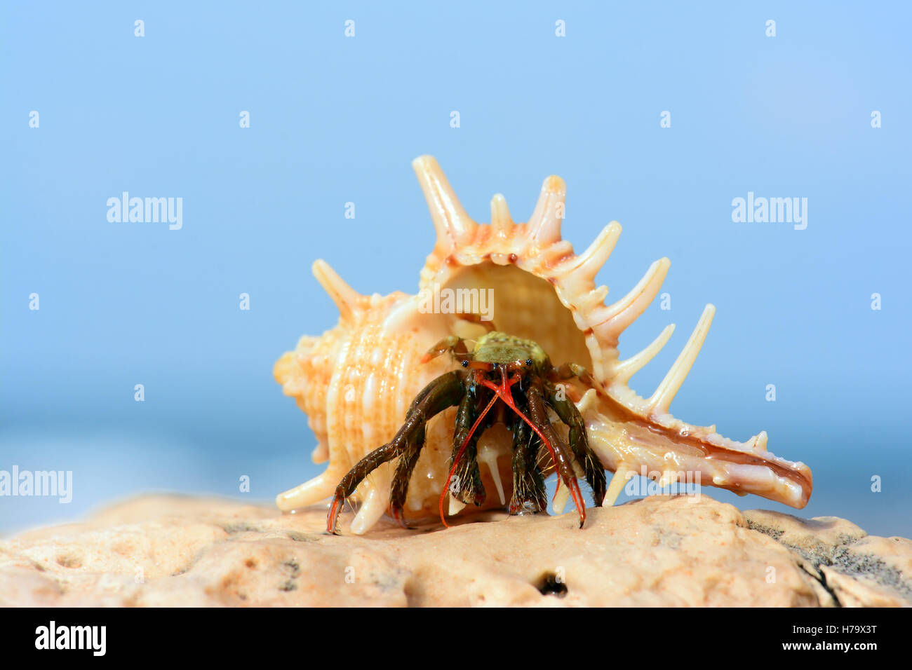 Hermit crab inside shell hi-res stock photography and images - Alamy