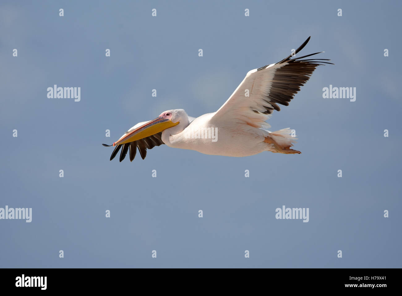 Great White Pelican flying, Side view Stock Photo - Alamy
