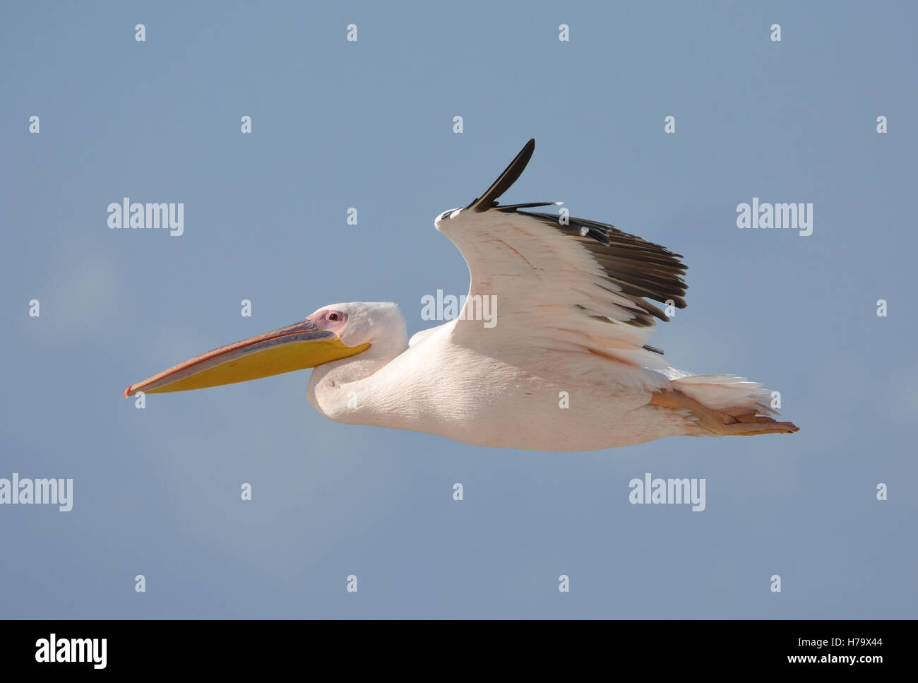 Pelican Flying Close Up High Resolution Stock Photography and Images ...