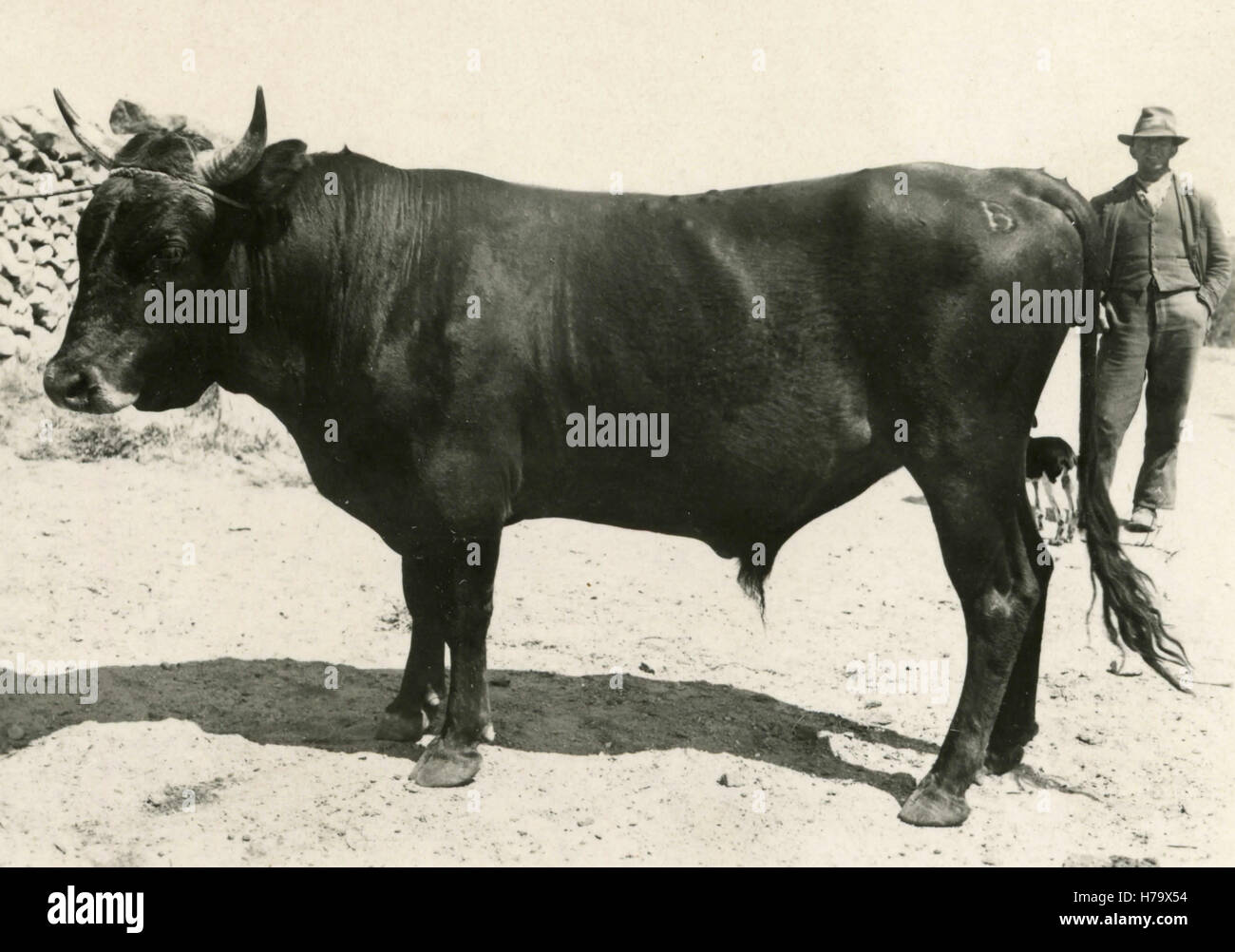 Bull at an exhibition, Italy Stock Photo - Alamy