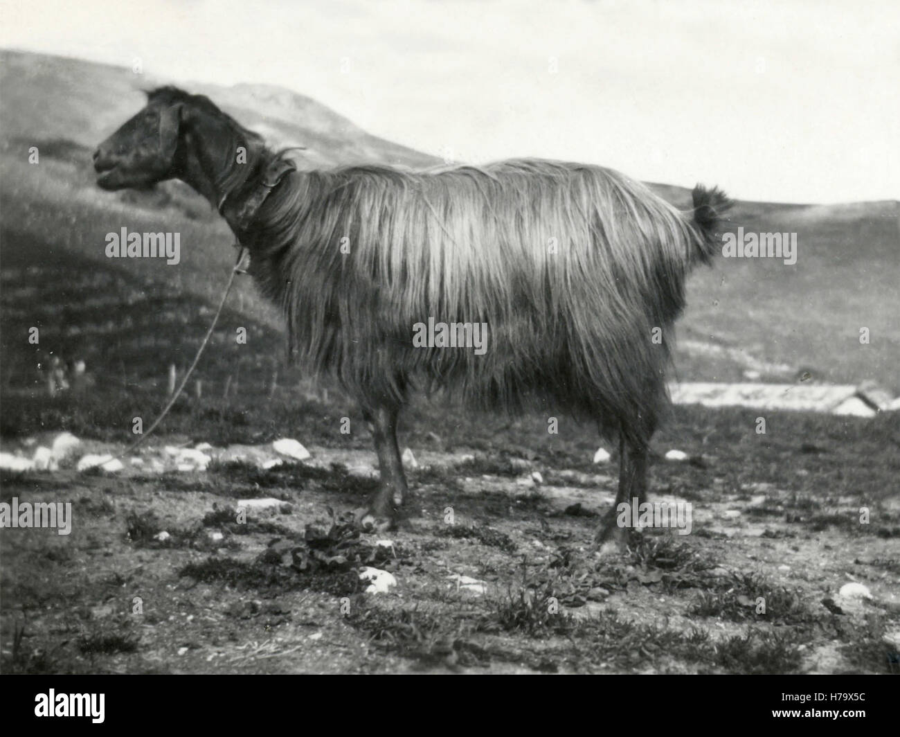 Sicilian goat, Italy Stock Photo - Alamy