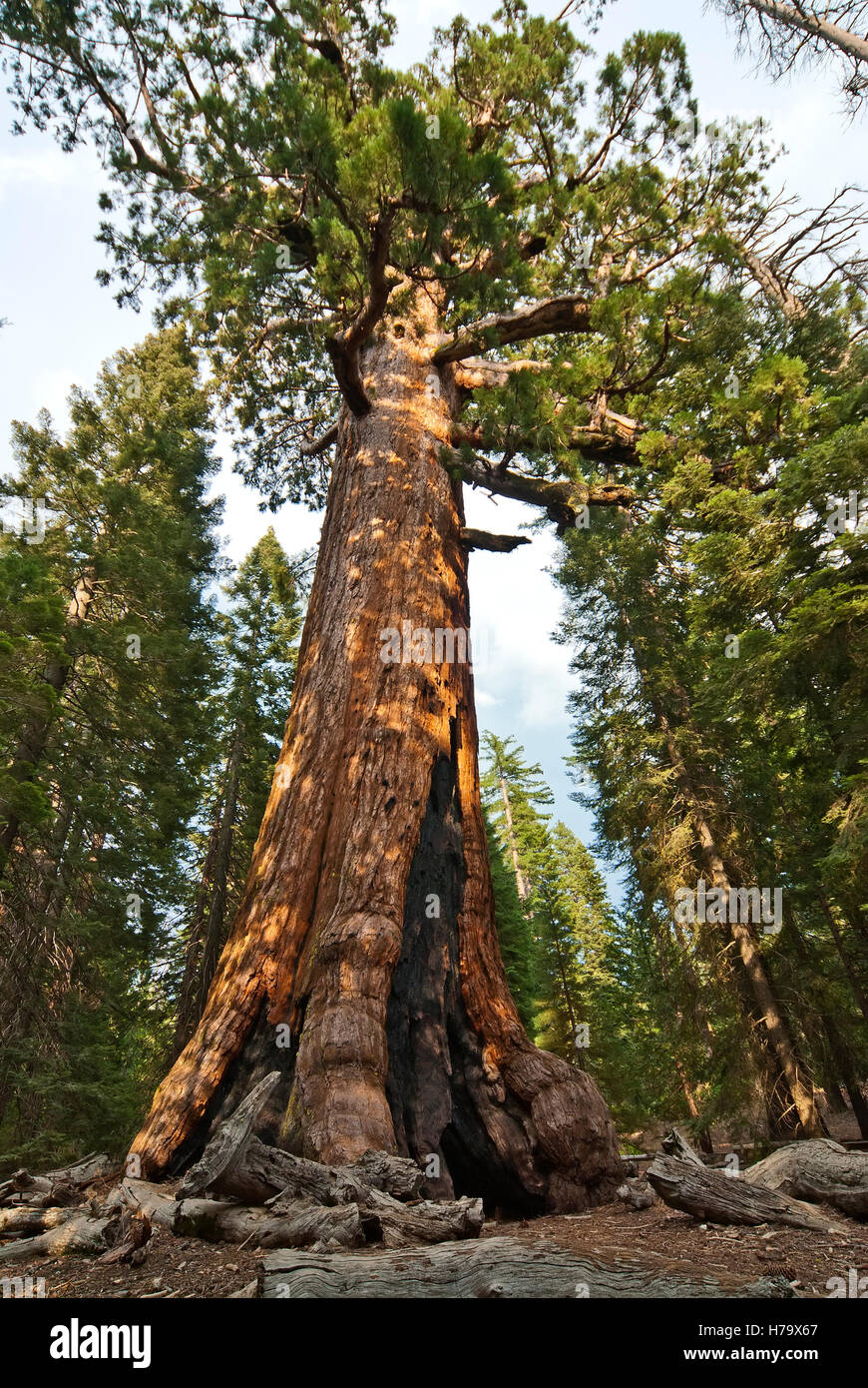 Sequoia tree, Vertical view Stock Photo - Alamy