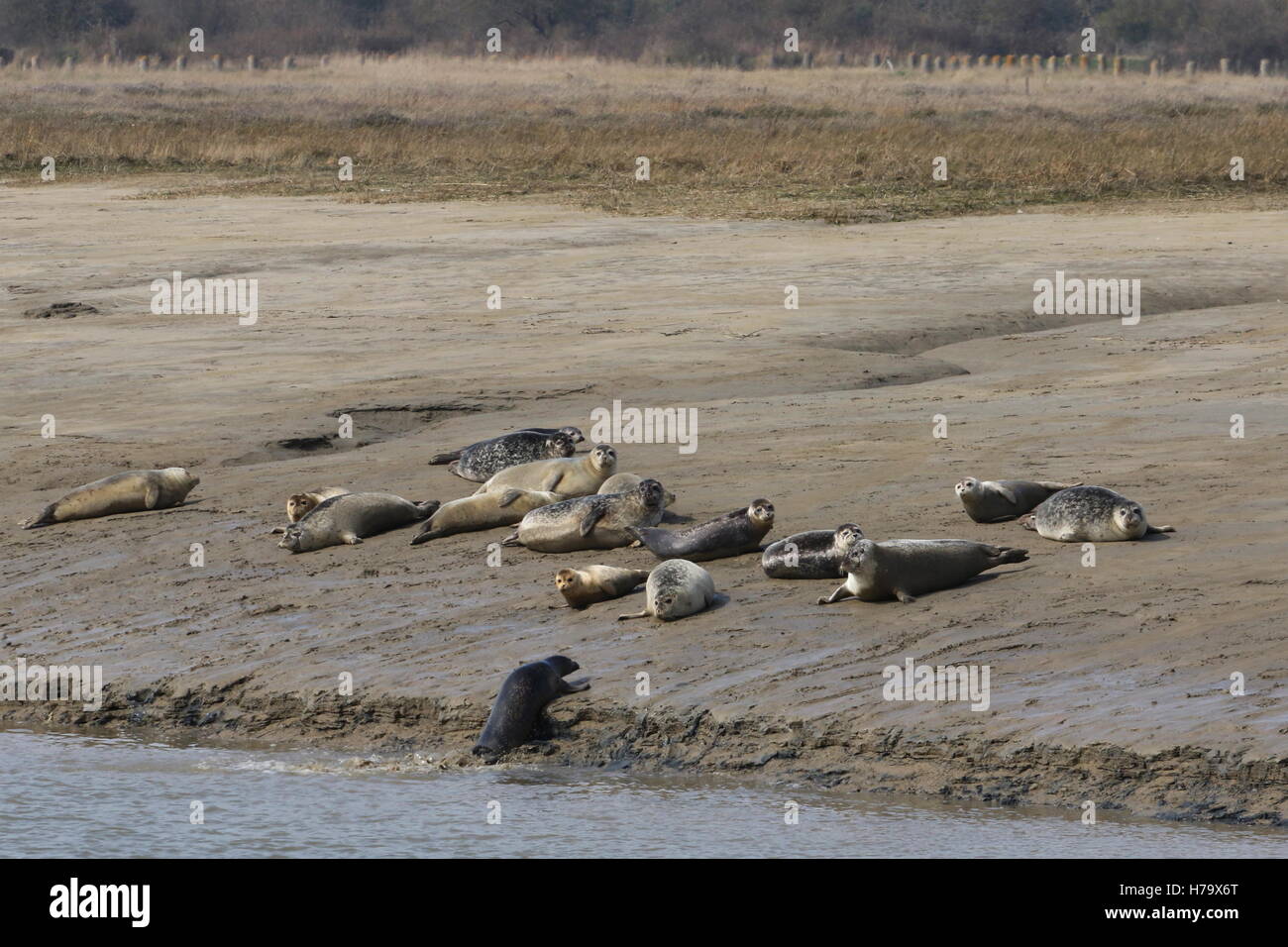 Kent seals hi-res stock photography and images - Alamy