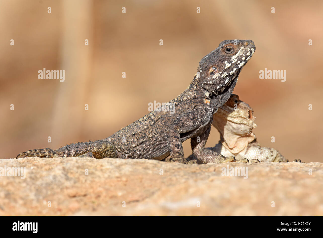 Agama lizard, male and female courtship Stock Photo - Alamy