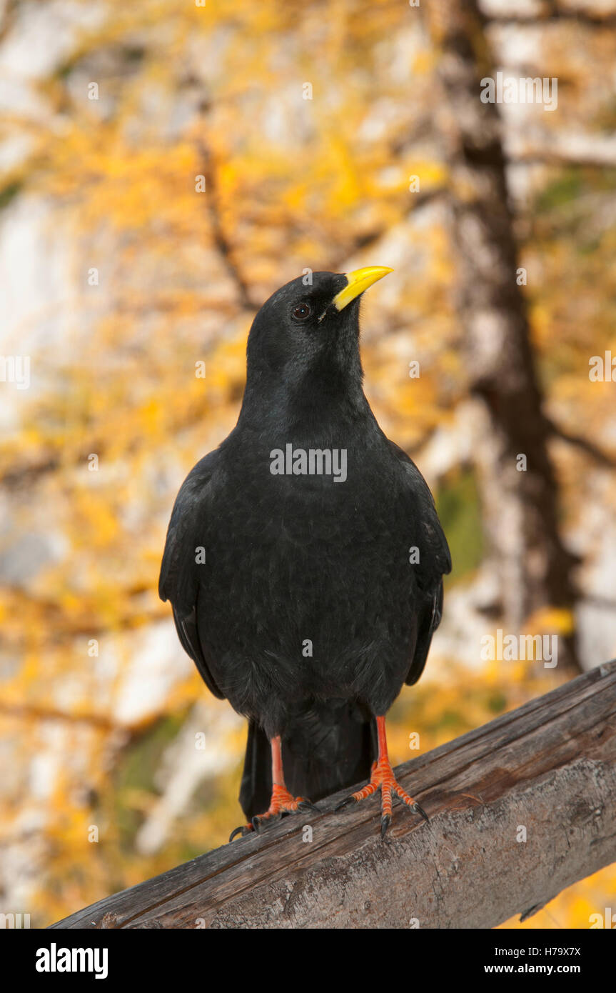 Chough bird hi-res stock photography and images - Alamy