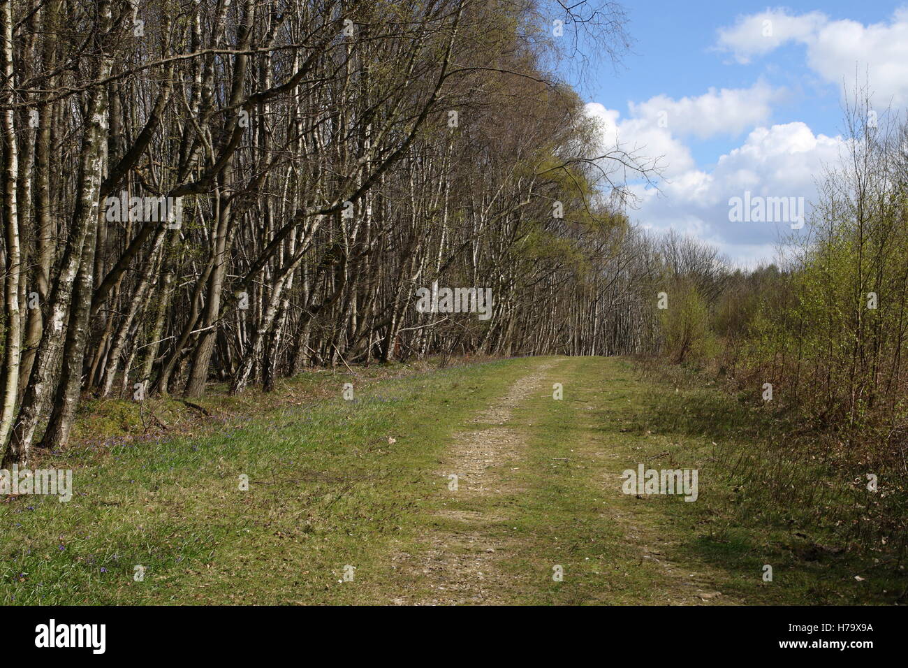 Woodland track in spring Stock Photo - Alamy