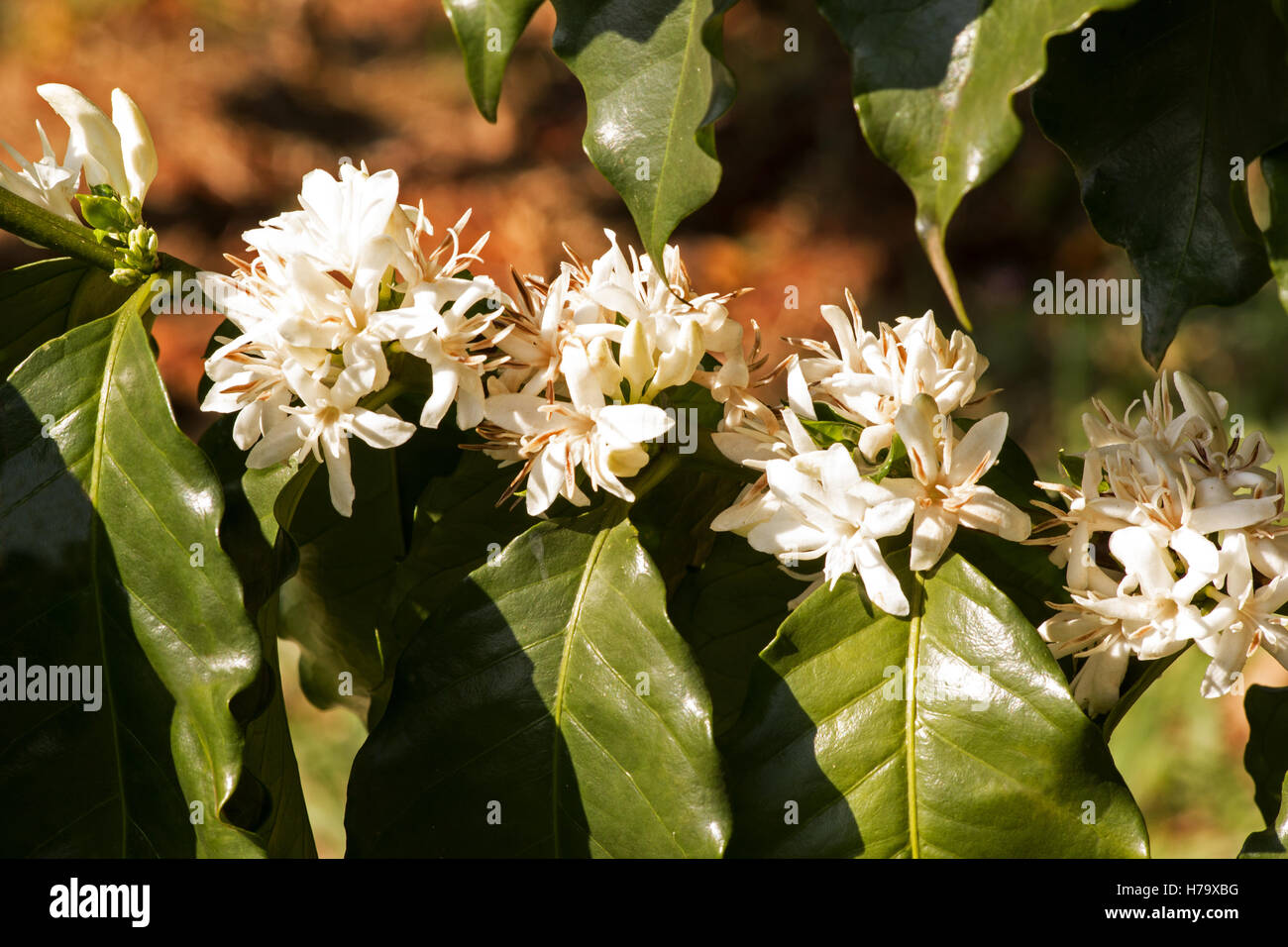 Coffee flower cluster hi-res stock photography and images - Alamy