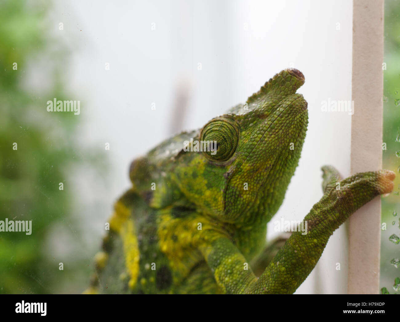 Hiding Chameleon High Resolution Stock Photography and Images - Alamy